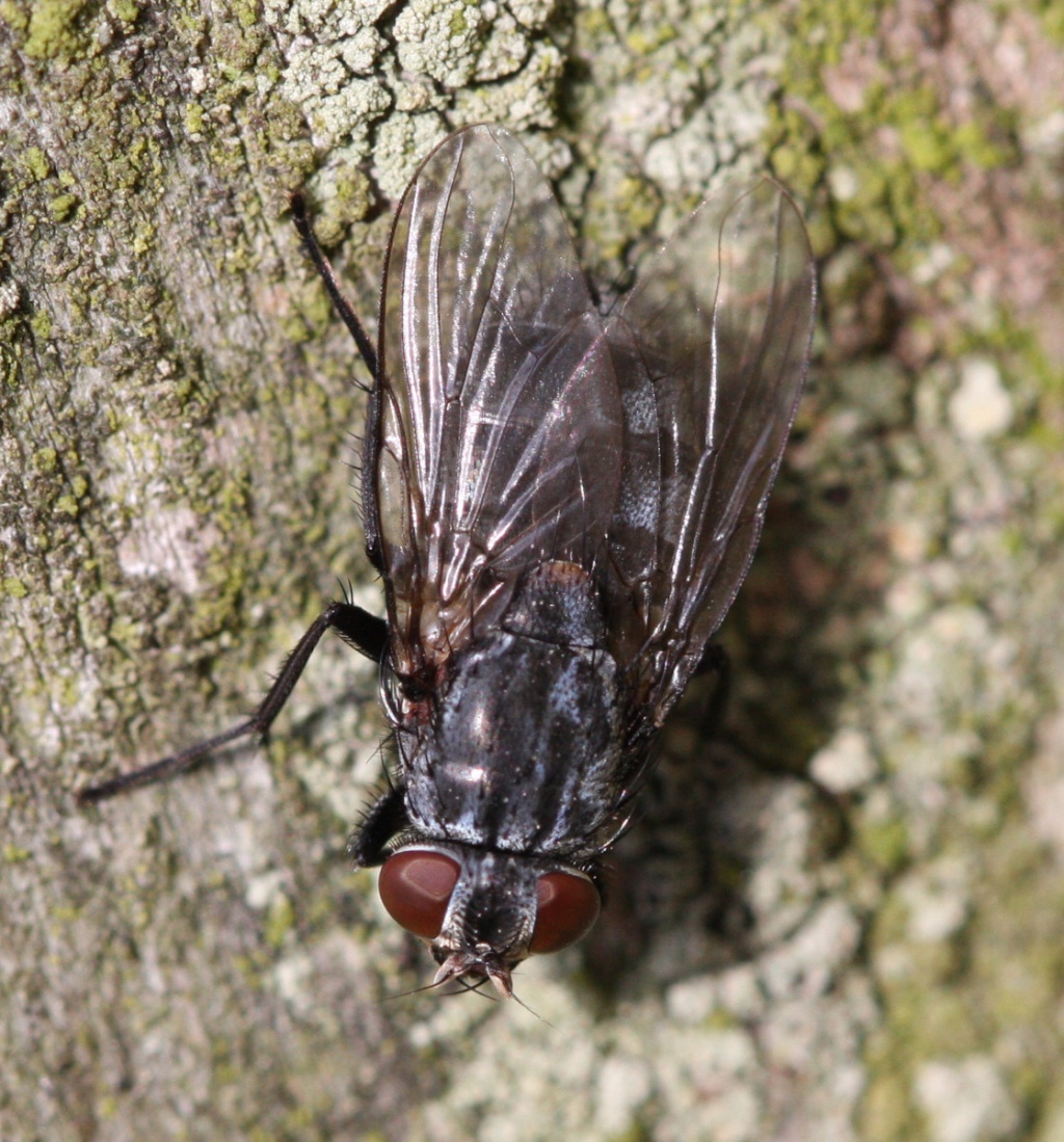 Muscina prolapsa | NatureSpot