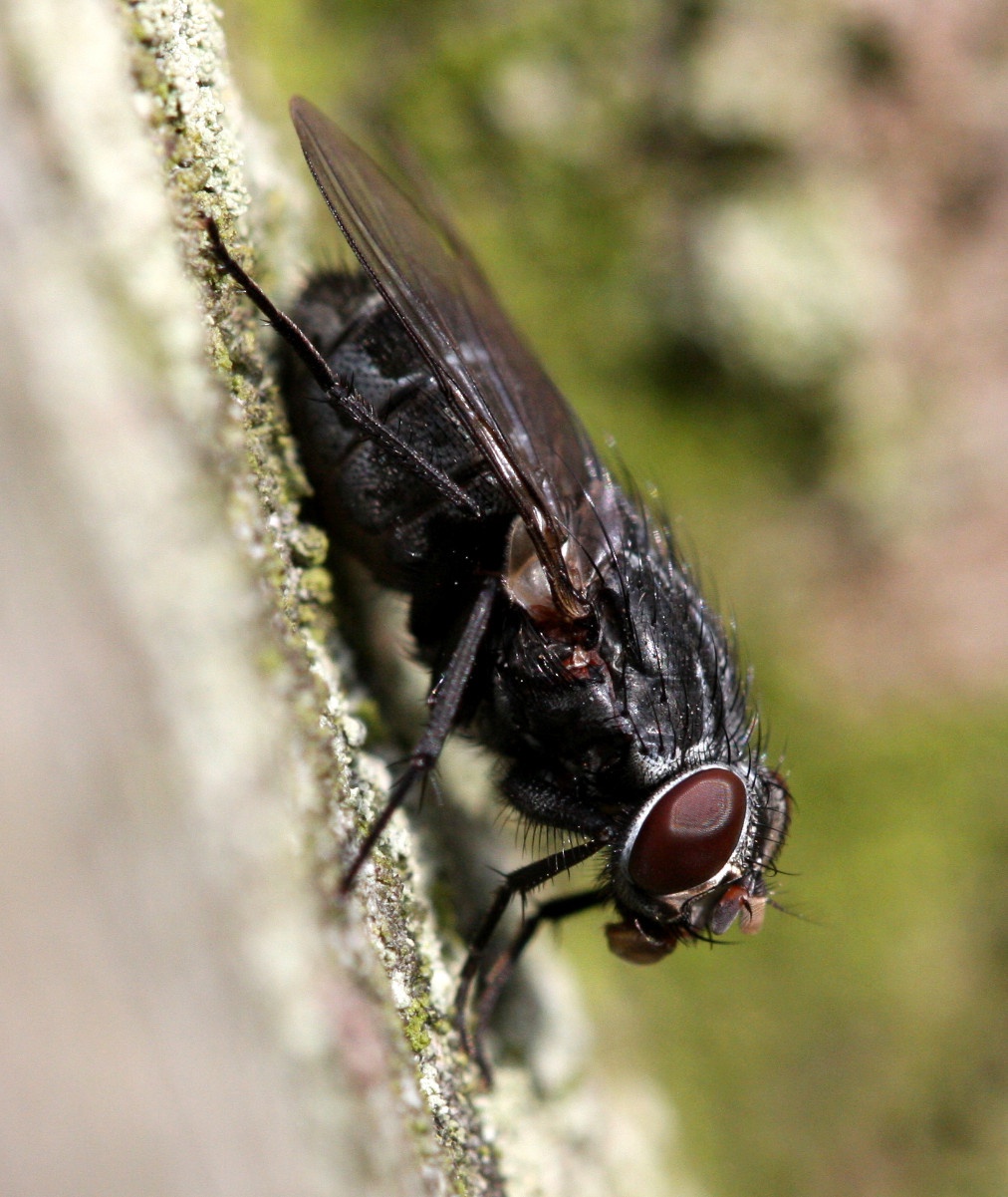 Muscina prolapsa | NatureSpot