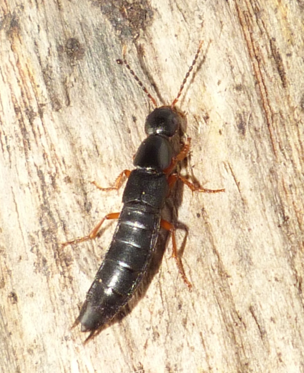 Tasgius morsitans | NatureSpot