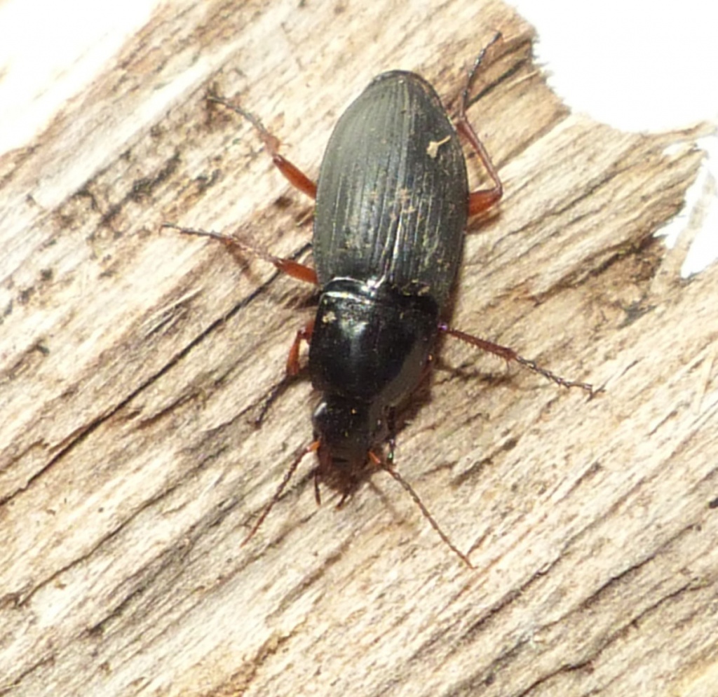 Calathus fuscipes | NatureSpot