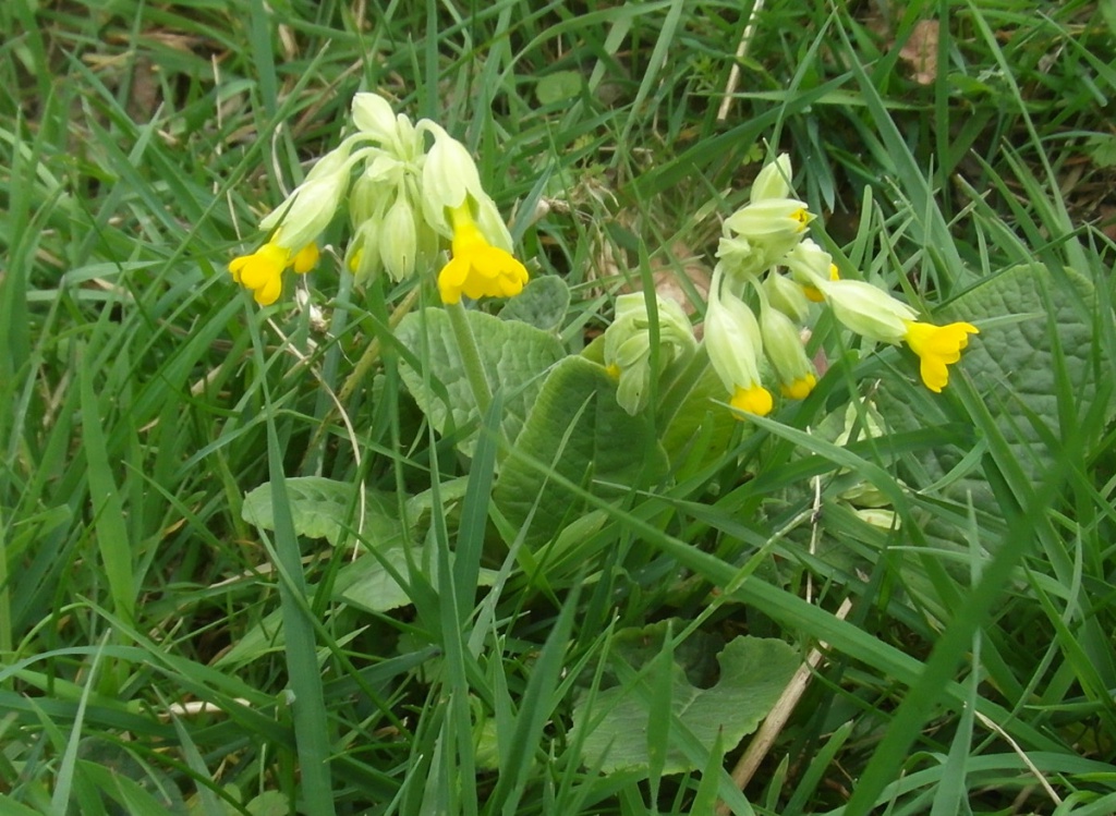 Cowslip | NatureSpot