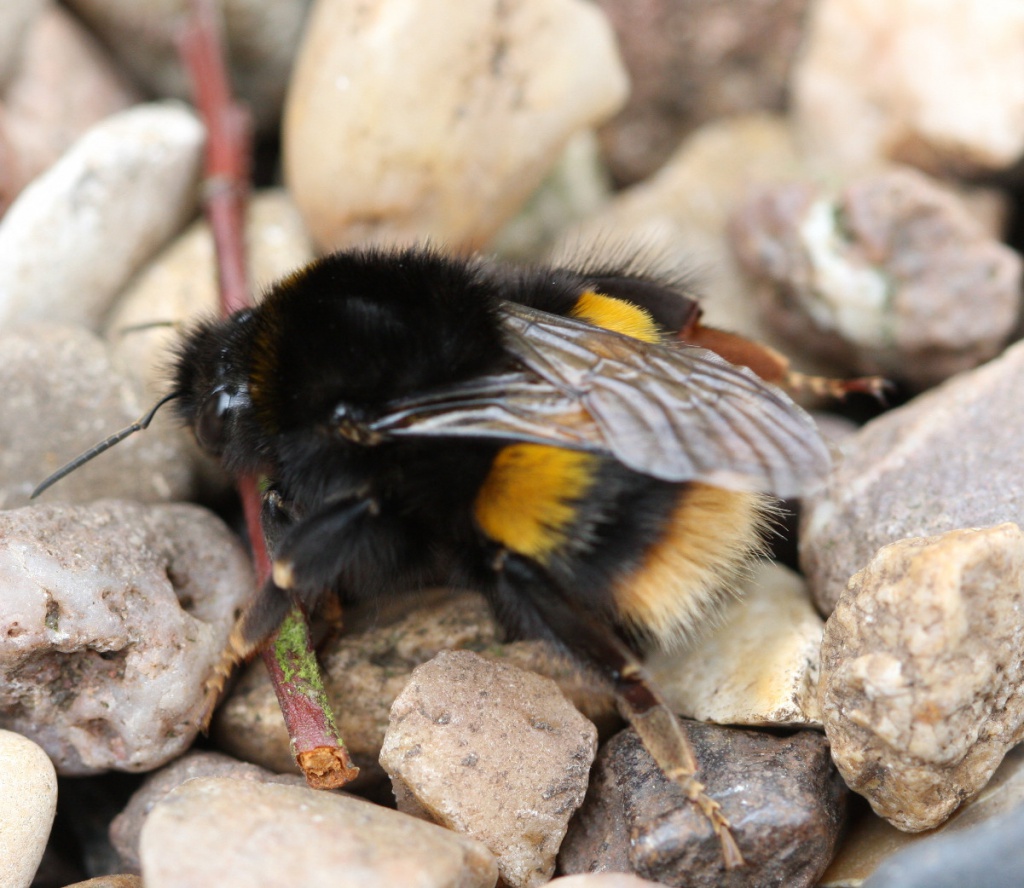 Buff-tailed Bumblebee | NatureSpot