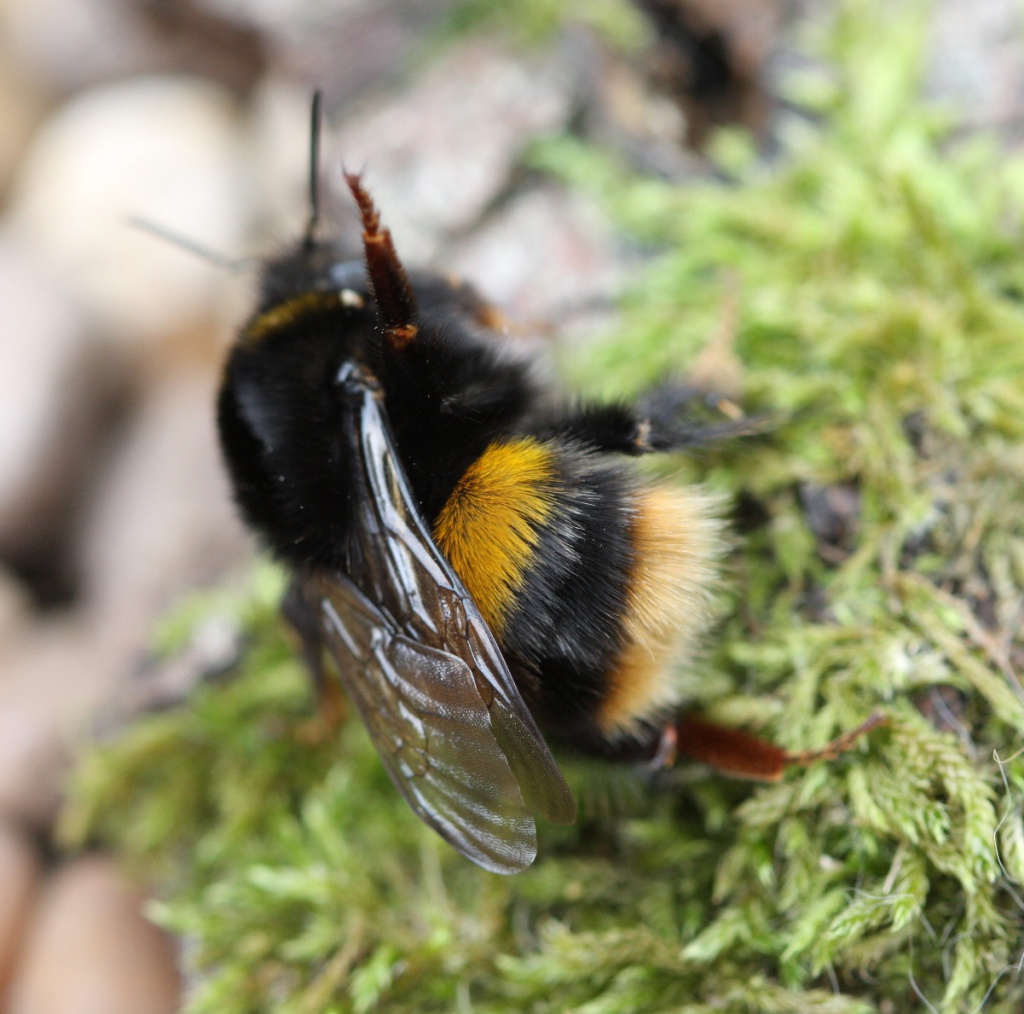 Buff-tailed Bumblebee | NatureSpot