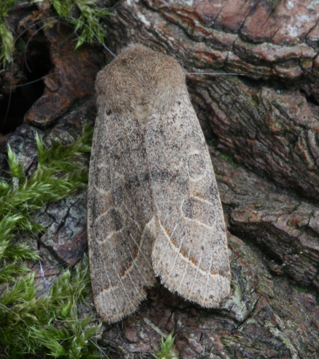 Common Quaker | NatureSpot