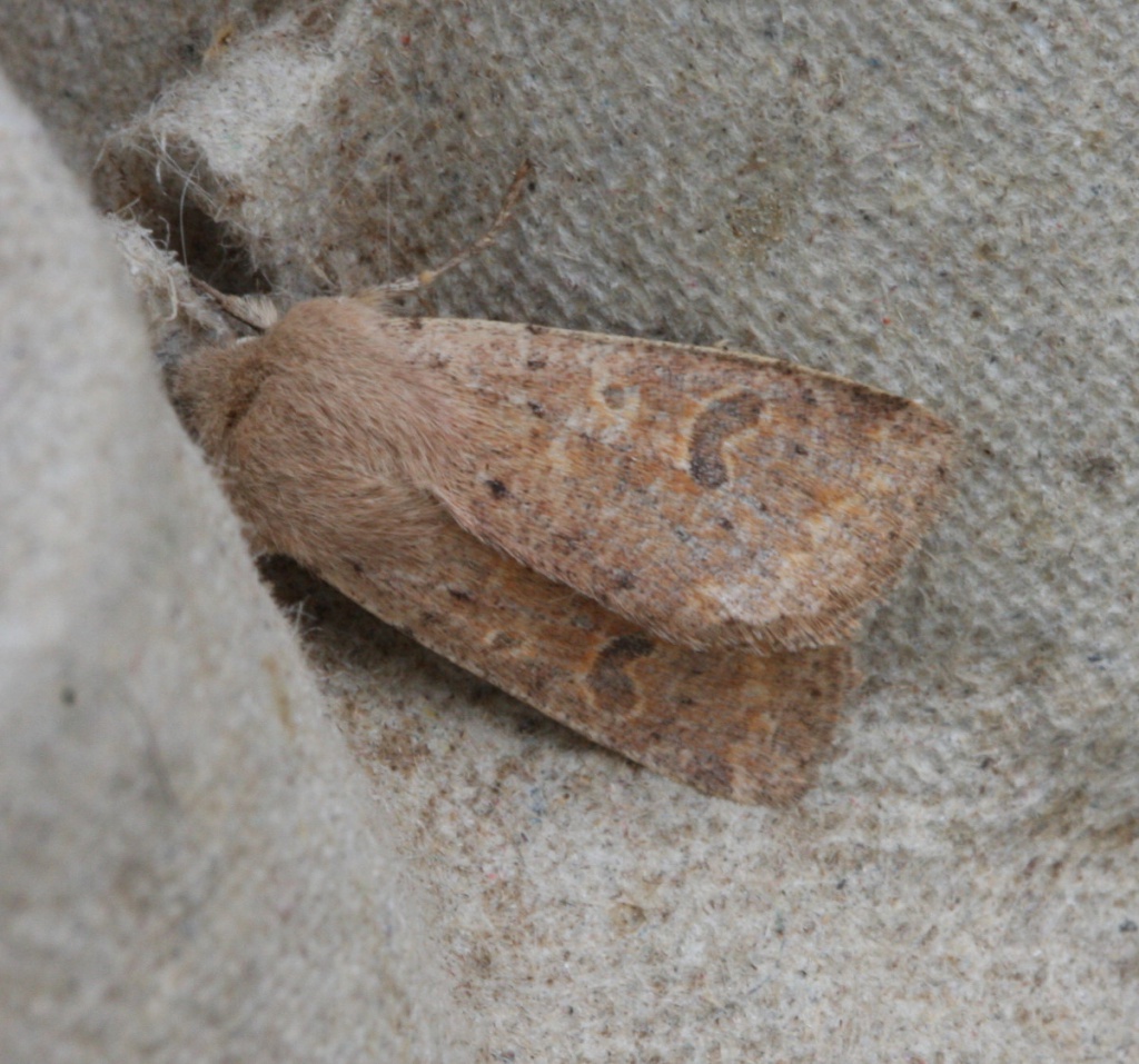 Small Quaker | NatureSpot