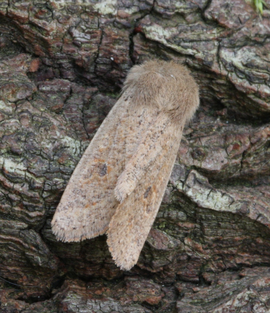 Small Quaker | NatureSpot