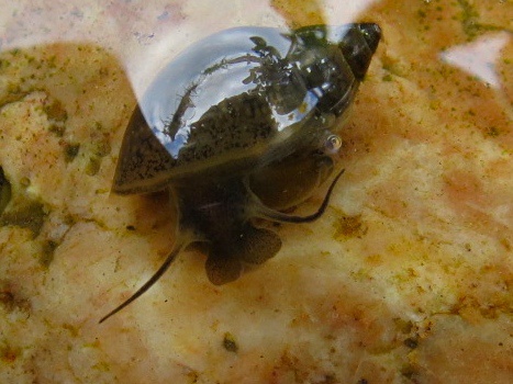 Common Bladder Snail | NatureSpot