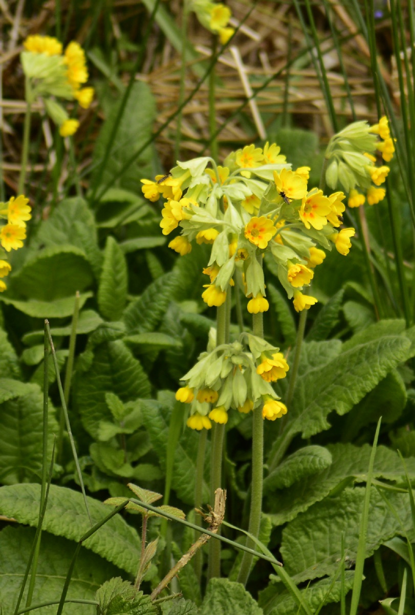 Cowslip | NatureSpot