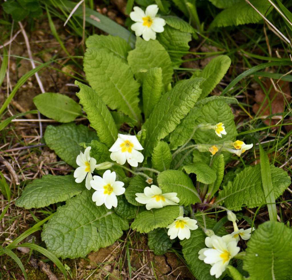 Primrose | NatureSpot