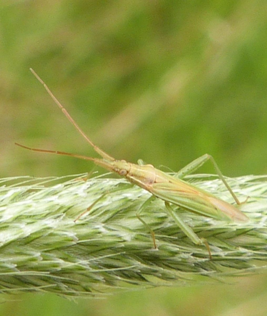 Stenodema laevigata | NatureSpot