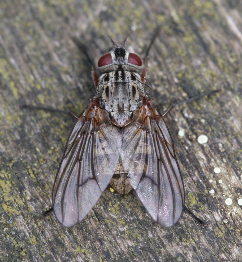 Phaonia errans | NatureSpot