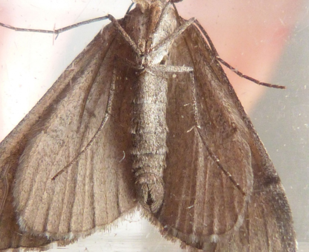 Lesser Treble-bar | NatureSpot