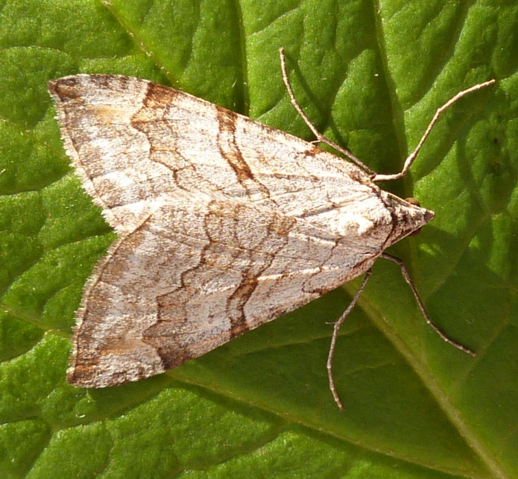 Lesser Treble-bar | NatureSpot