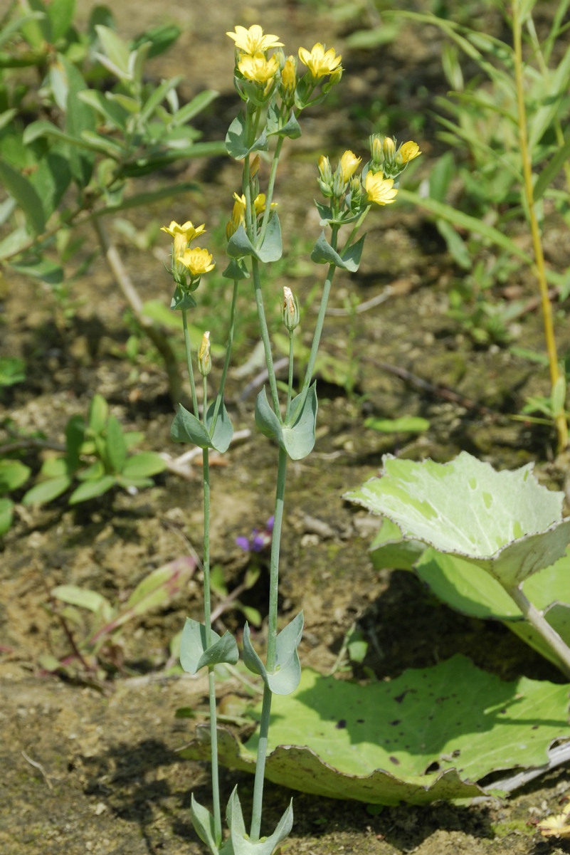 Yellow-wort | NatureSpot