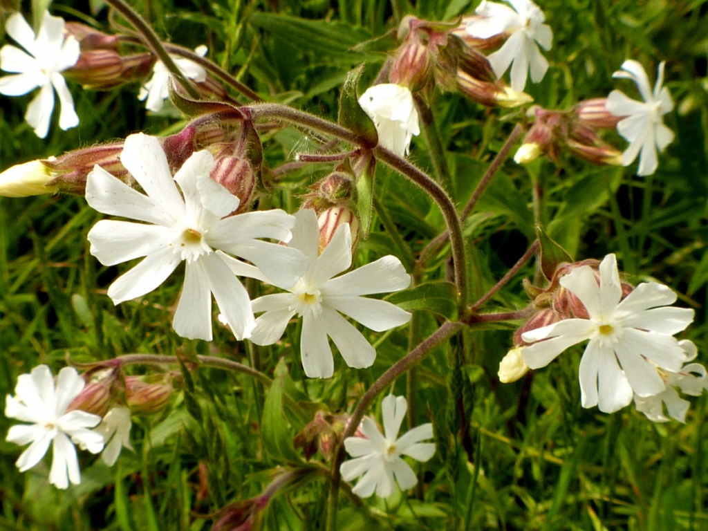 White campion store