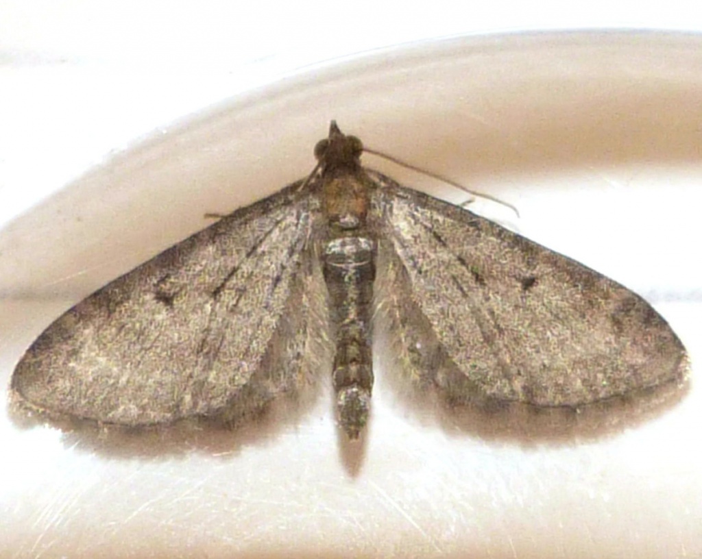 Ochreous Pug | NatureSpot
