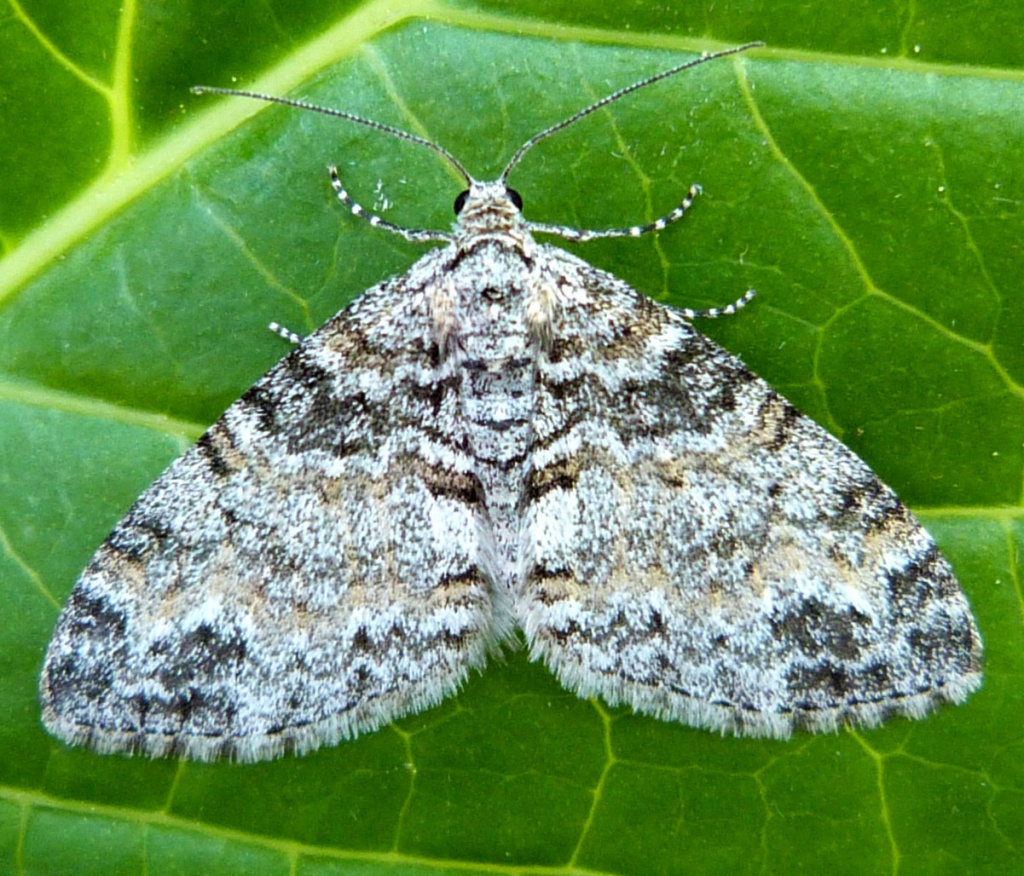 The Seraphim | NatureSpot