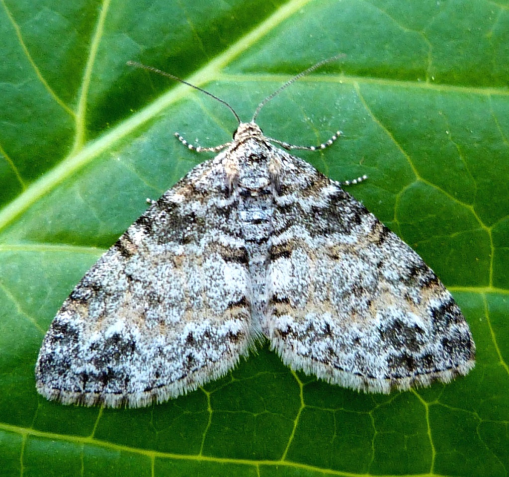 The Seraphim | NatureSpot