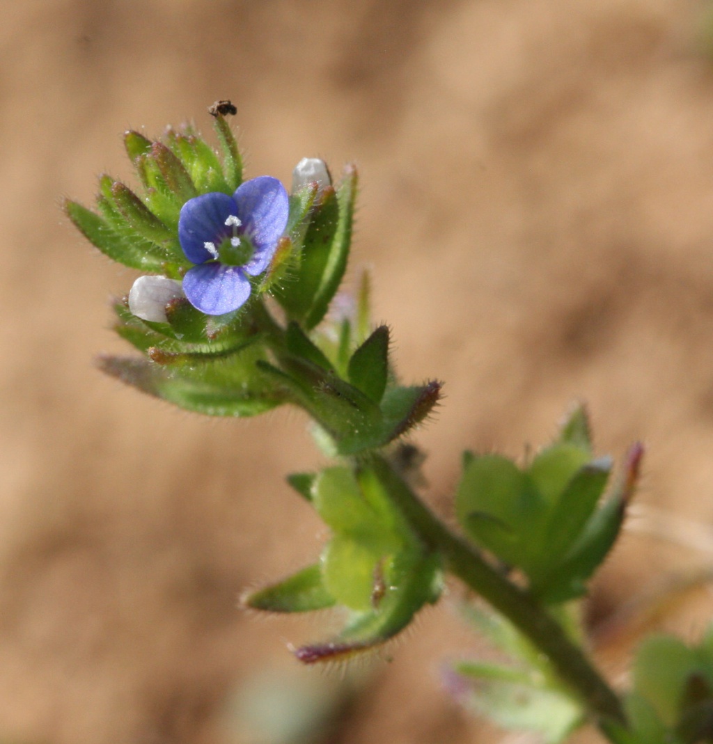 Wall Speedwell | NatureSpot