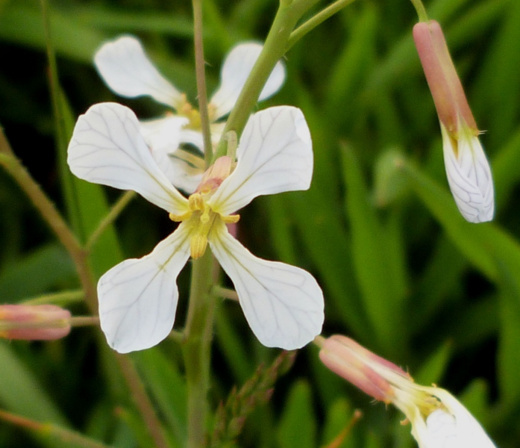 Wild Radish | NatureSpot