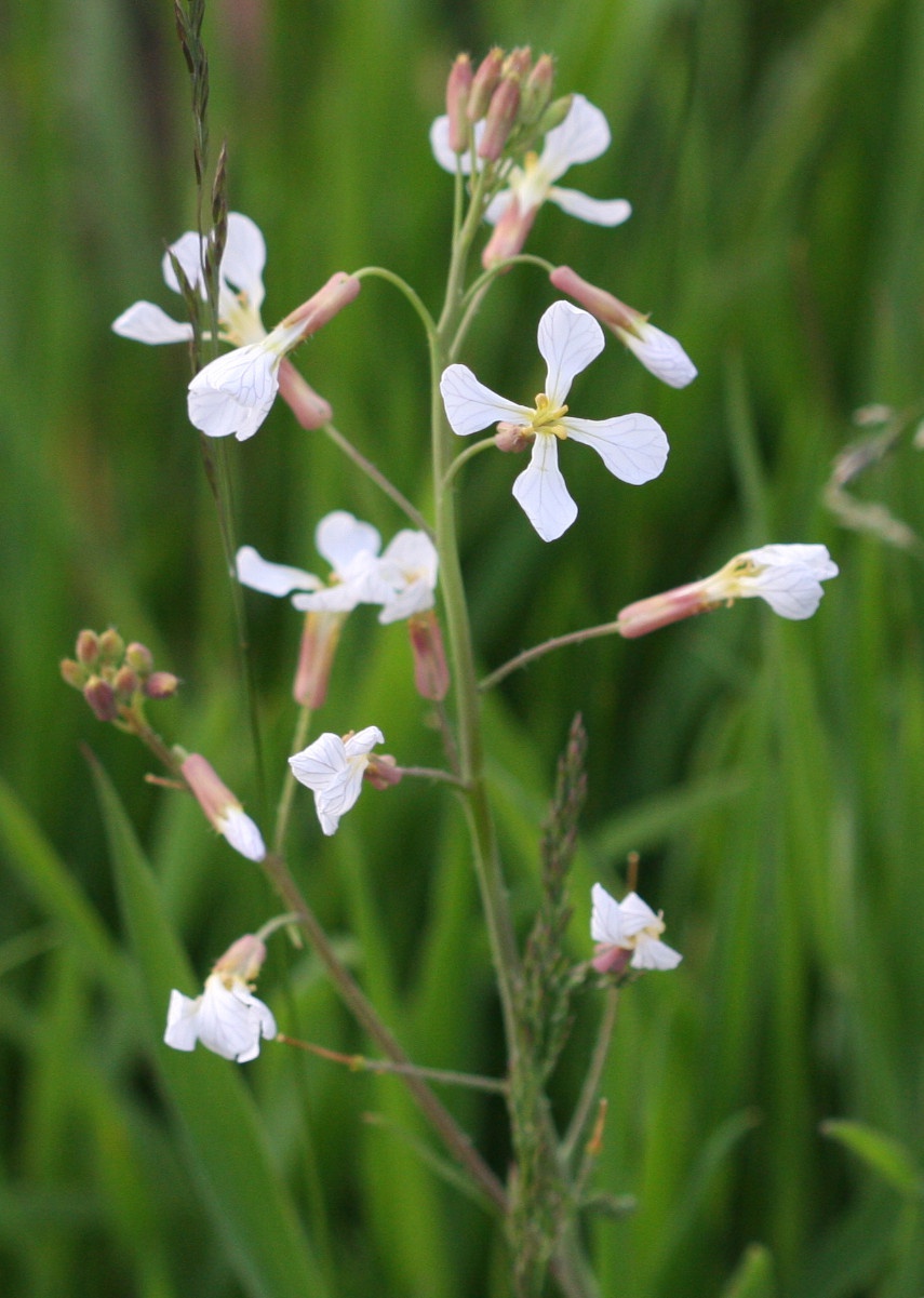 Wild Radish