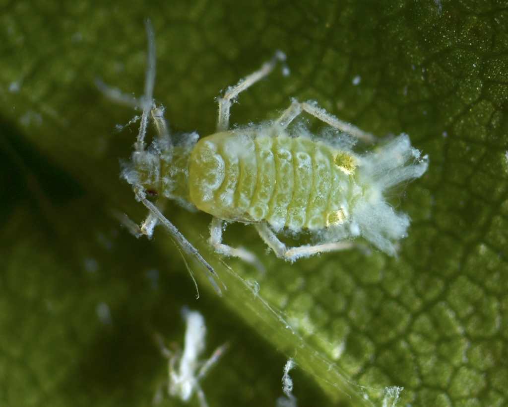 Woolly Beech Aphid | NatureSpot