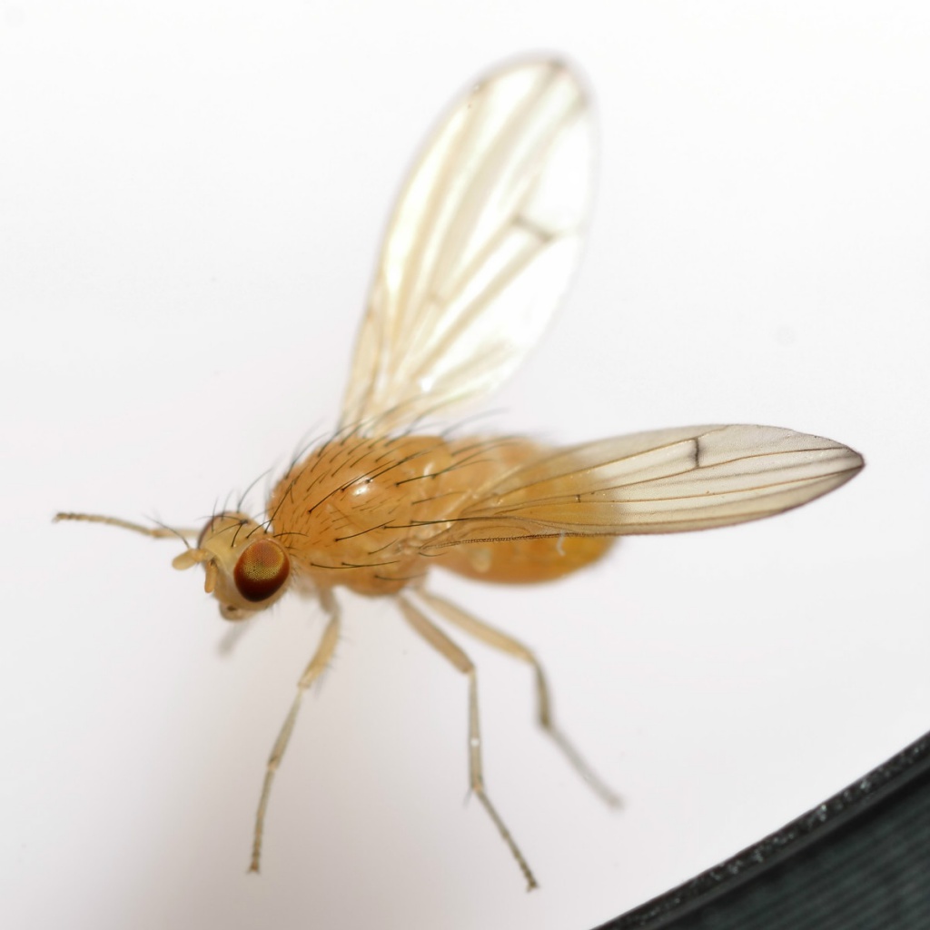 Tricholauxania praeusta | NatureSpot