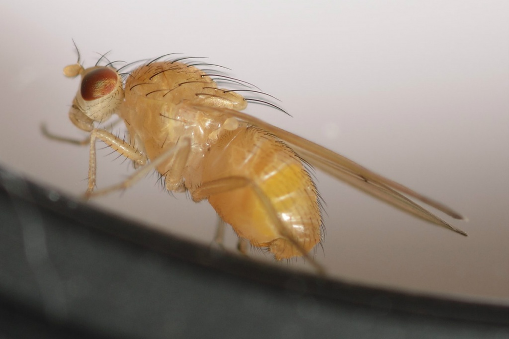 Tricholauxania praeusta | NatureSpot