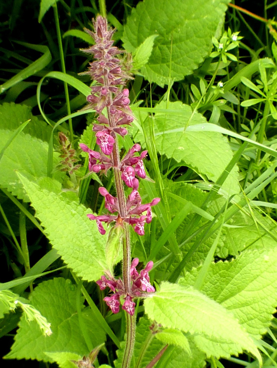 Hedge Woundwort | NatureSpot