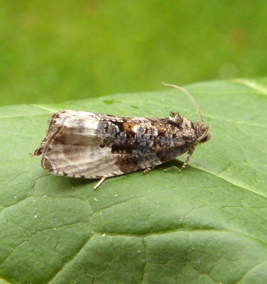 Marbled Orchard Tortrix | NatureSpot