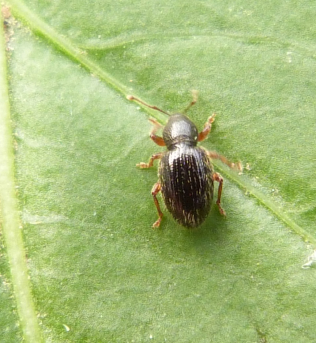 Hairy Spider Weevil | NatureSpot