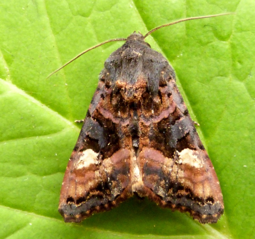 Small Angle Shades | NatureSpot