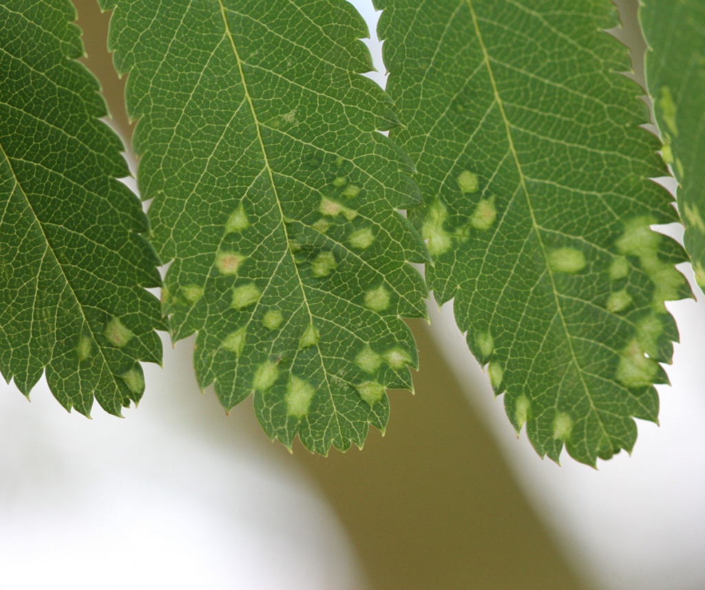 Eriophyes pyri | NatureSpot