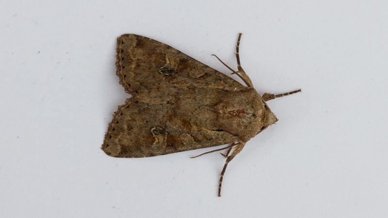 Rustic Shoulder-knot | NatureSpot