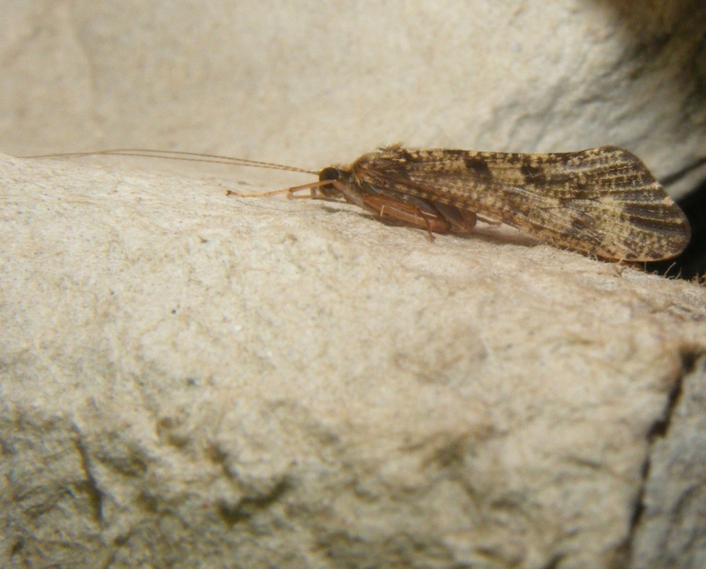 Hydropsyche contubernalis | NatureSpot