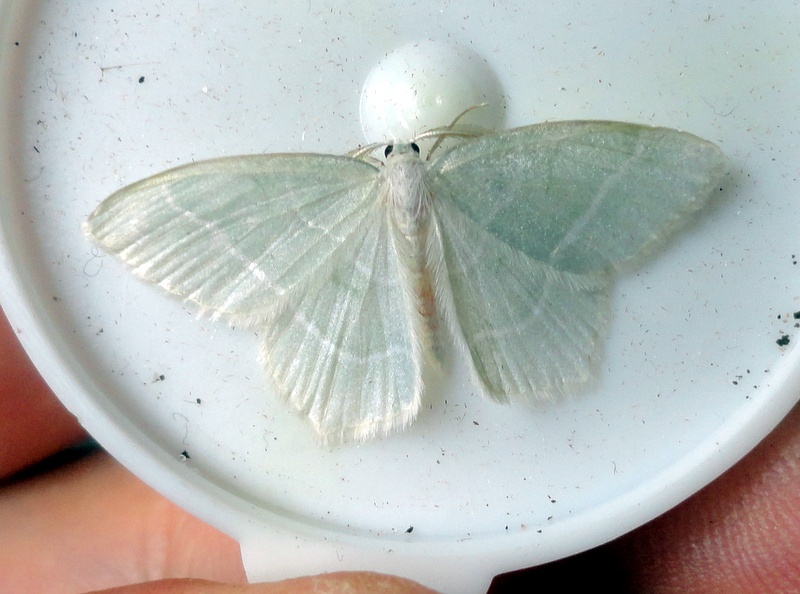 Little Emerald | NatureSpot