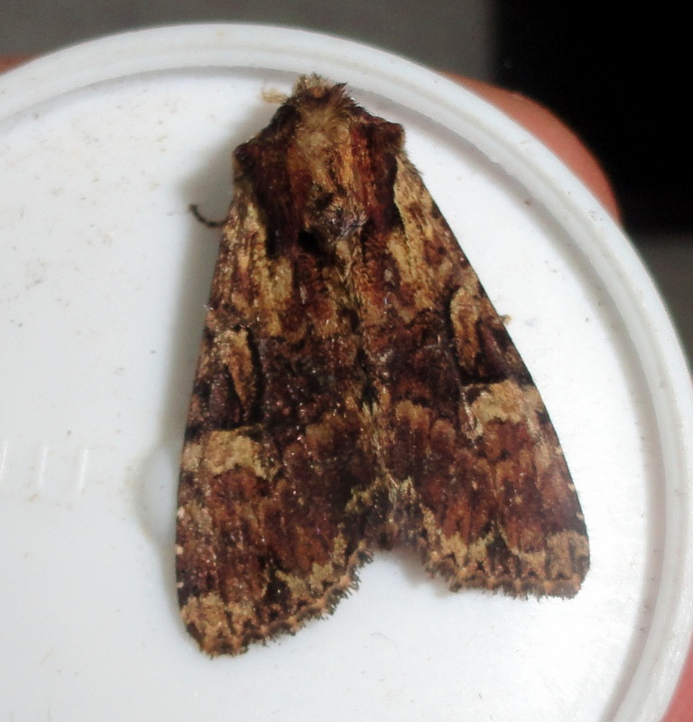 Clouded Brindle | NatureSpot