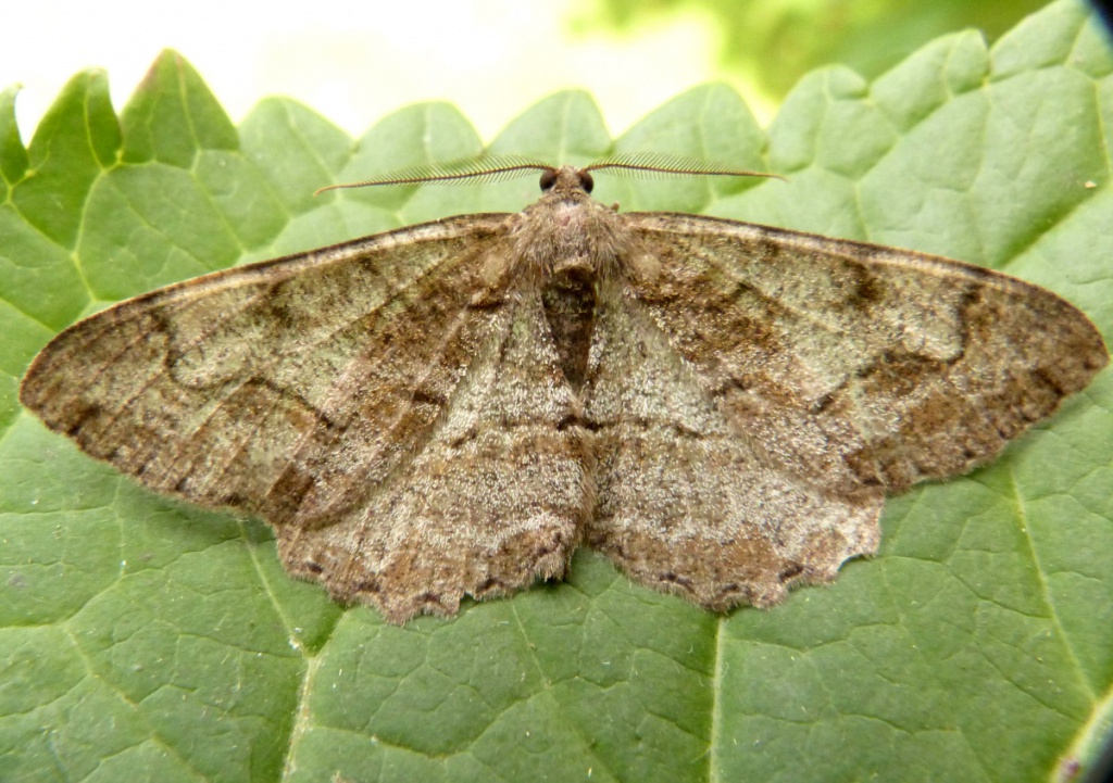 Mottled Beauty | NatureSpot