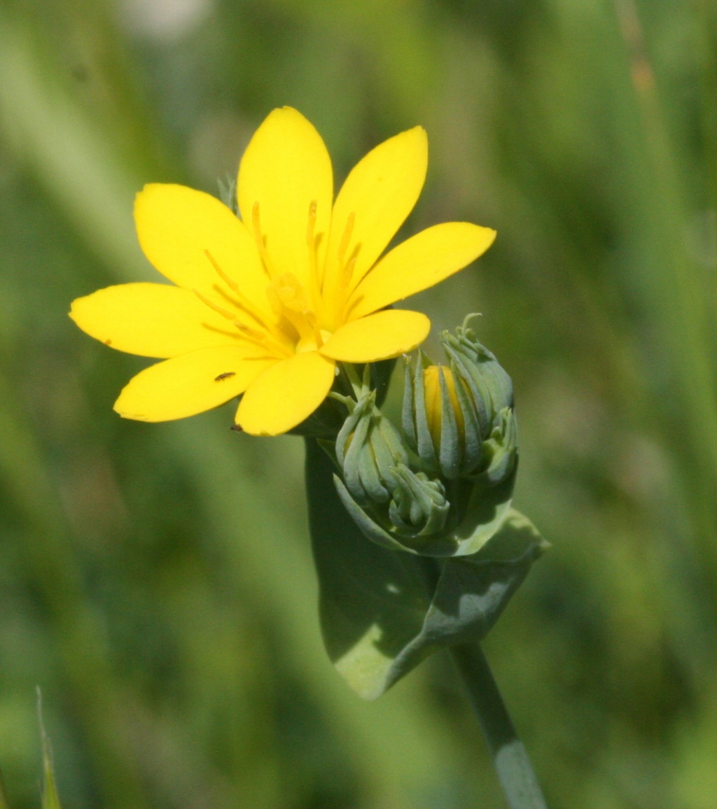 Yellow-wort | NatureSpot