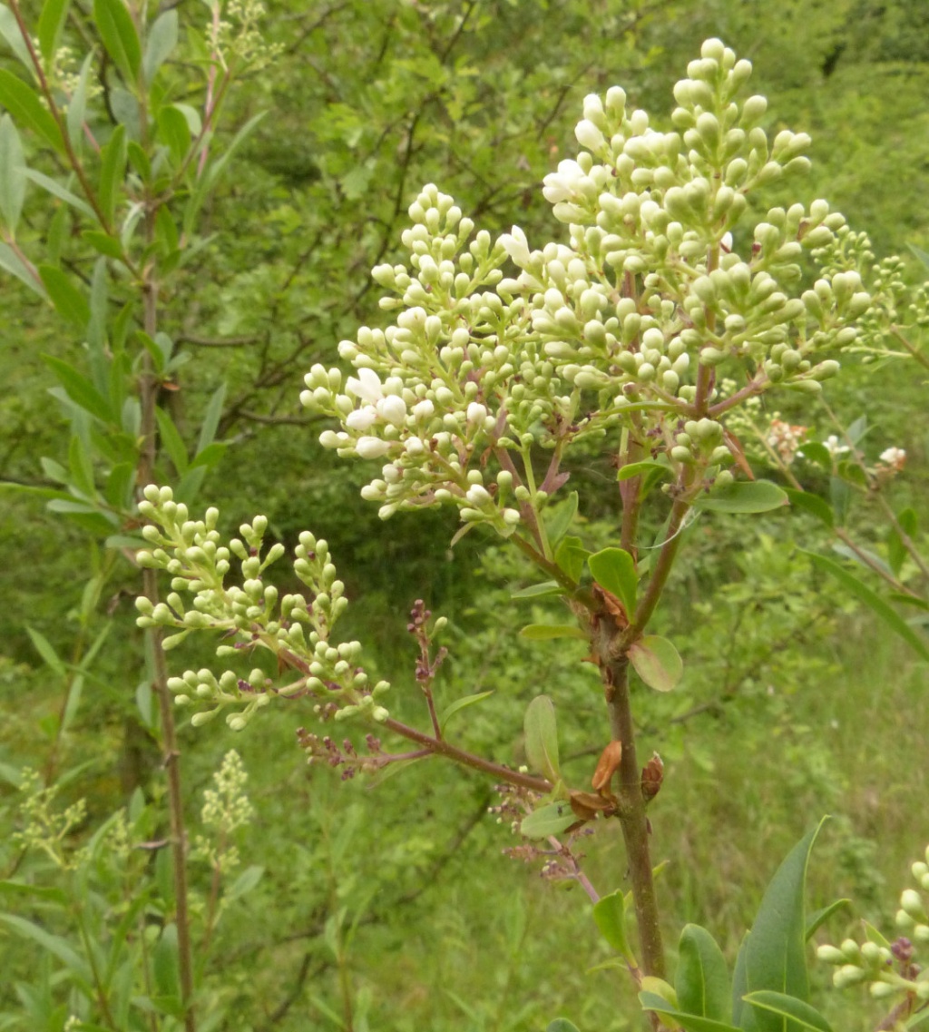 Wild Privet | NatureSpot