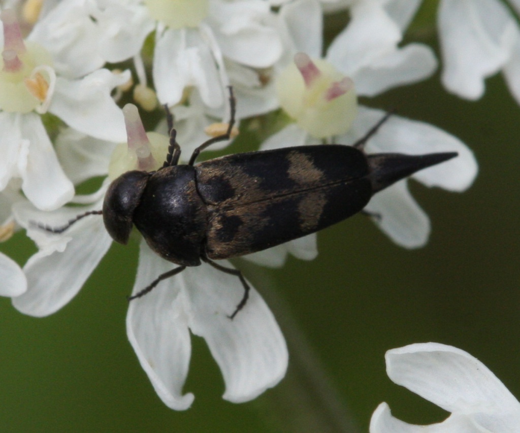 Variimorda villosa | NatureSpot