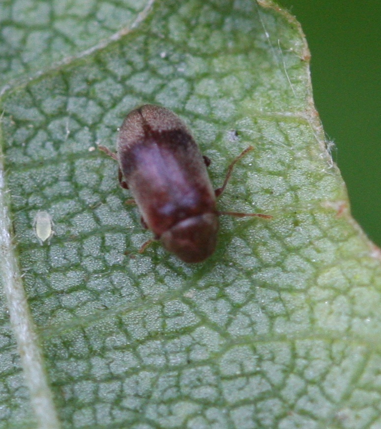 Ochina ptinoides | NatureSpot