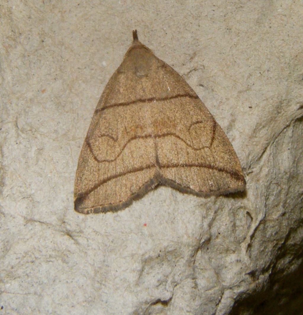 Small Fan-foot | NatureSpot