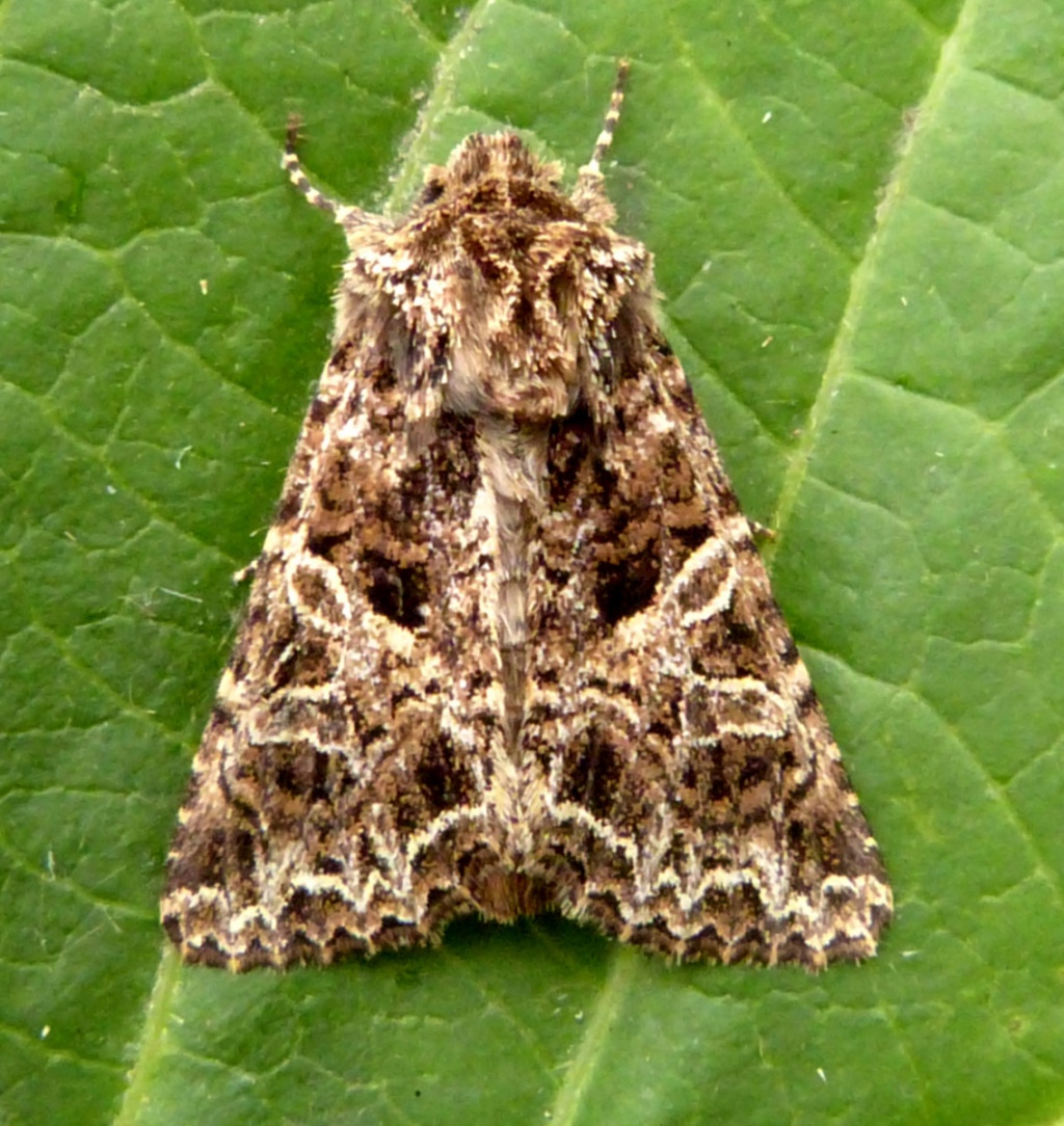 The Lychnis | NatureSpot