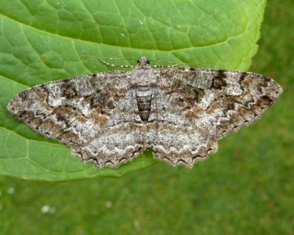 Mottled Beauty | NatureSpot
