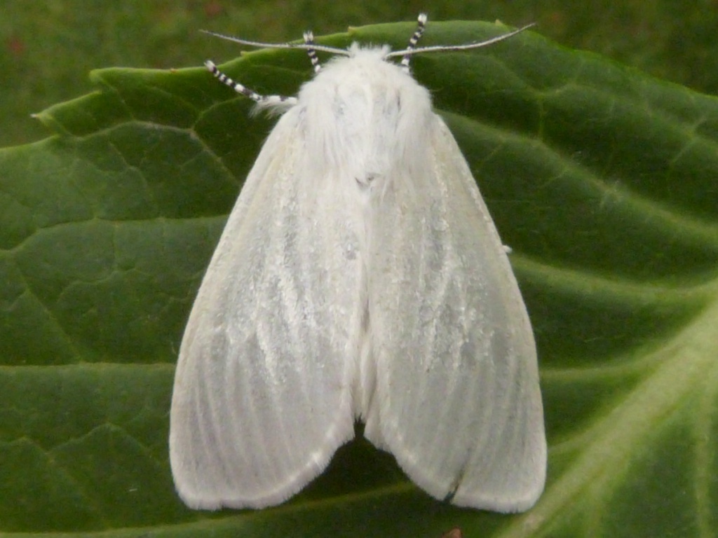 White Satin Moth | NatureSpot