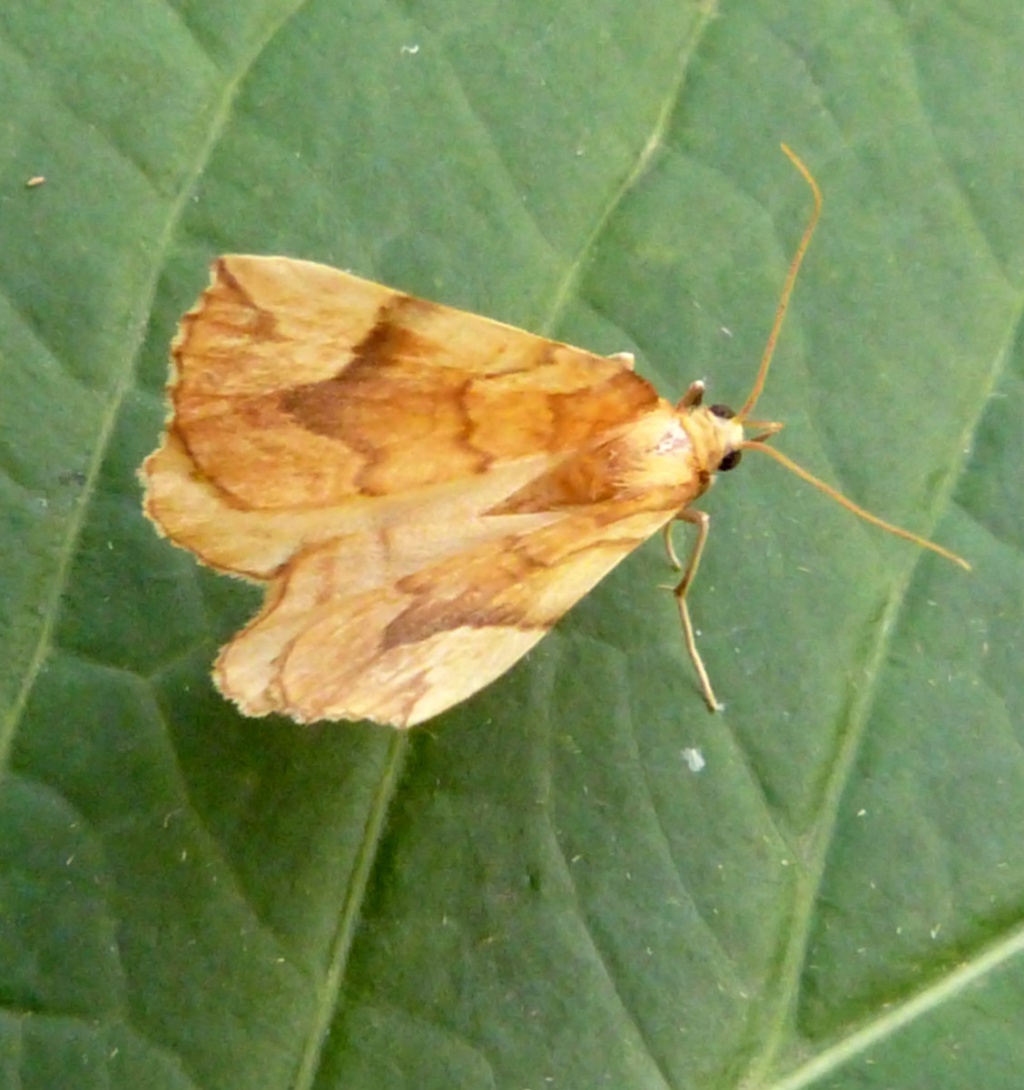 The Spinach | NatureSpot