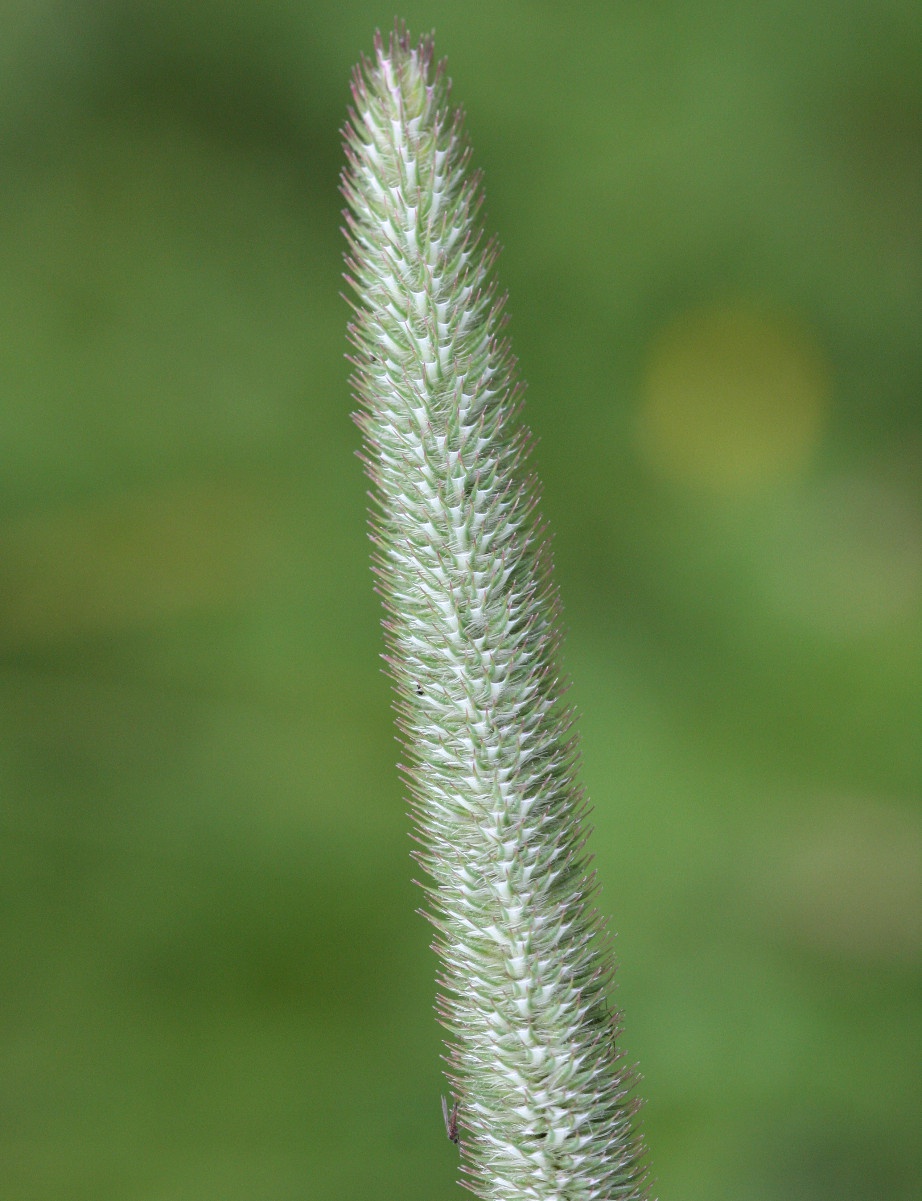 Timothy | NatureSpot