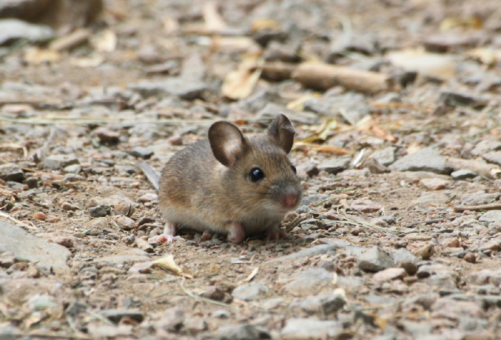 Wood Mouse | NatureSpot