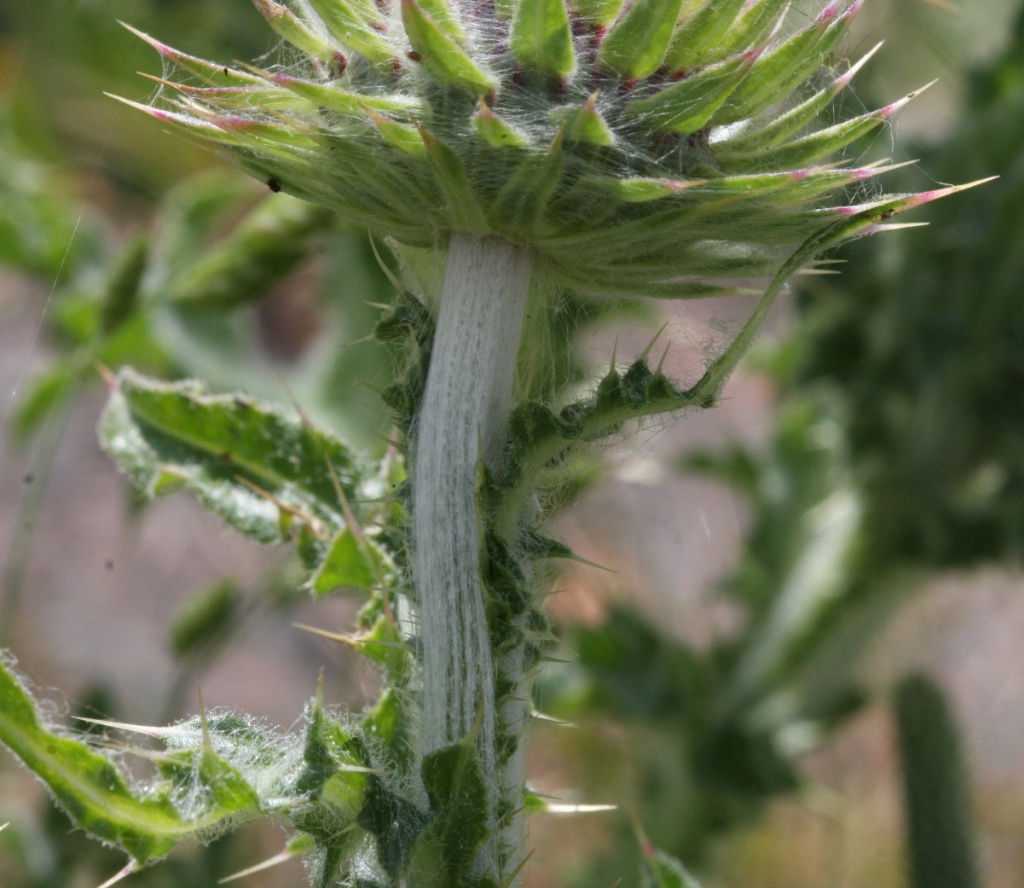 Musk Thistle | NatureSpot